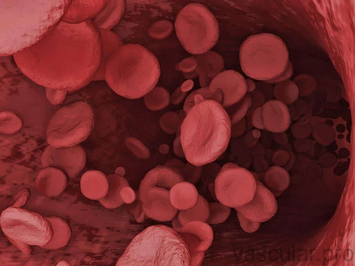 Sistema Circulatório: Como funciona e o papel dos sistemas arterial ...